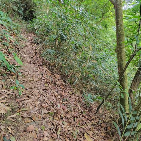 獅額山 坪頂山失敗 健行筆記