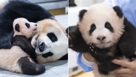 여러분 저에게도 이름이 생겼어요 …100일 맞이한 에버랜드 아기 판다의 이름은 푸바오