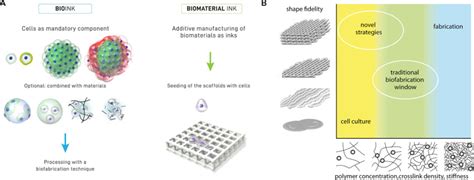 Printability And Shape Fidelity Of Bioinks In 3d Bioprinting Pmc