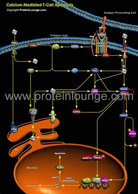 Biological Databases And Tools Calcium Mediated T Cell Apoptosis