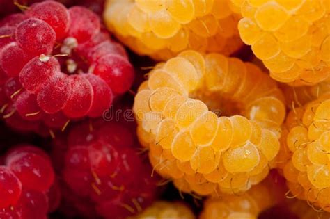 Raspberry Yellow Juicy Bright On A White Background Stock Image Image
