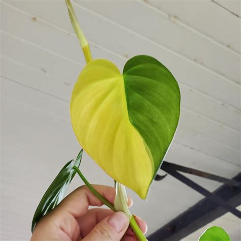 My Philodendron Brazil Is Doing Its Own Thing With These Leaves R