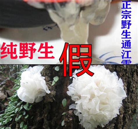 野生通江銀耳揭秘 每日頭條