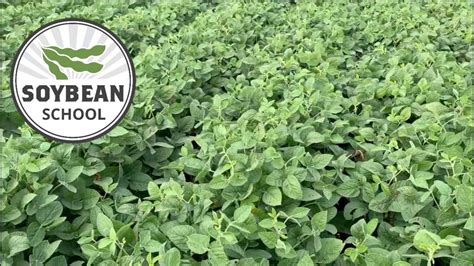 Soybean School 15 Versus 30 Rows — The Great Debate Youtube
