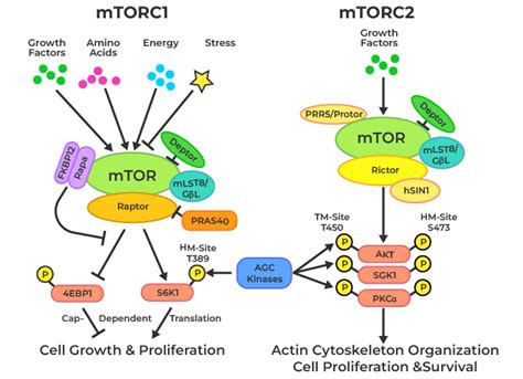 Mtor Signaling Pathway Geeksforgeeks