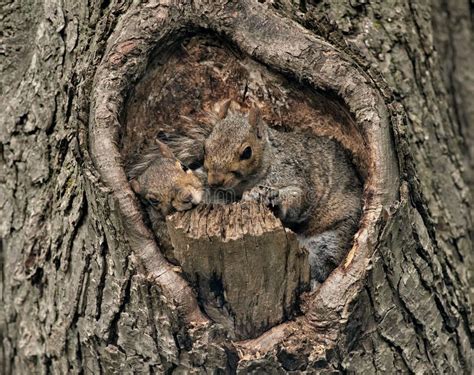 Closeup Of A Couple Of Cute Squirrels In A Tree Hollow Stock Image