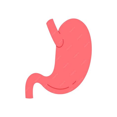 Estômago Humano órgão Interno Do Sistema Digestivo Gráfico Médico