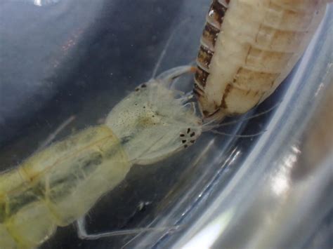 繁殖させたゲンゴロウ類の幼虫に与えるエサは何？種類別に解説 水たまりクラブ