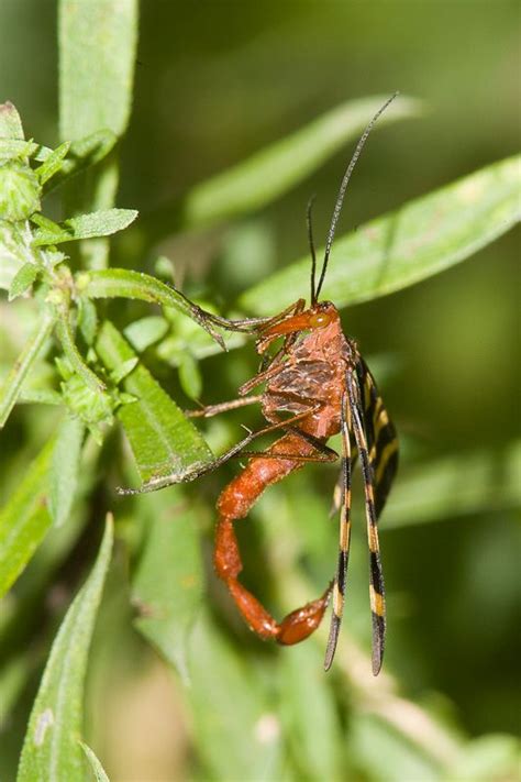 Mecoptera Scorpionfly Panorpa Nuptialis Male Insect Collection