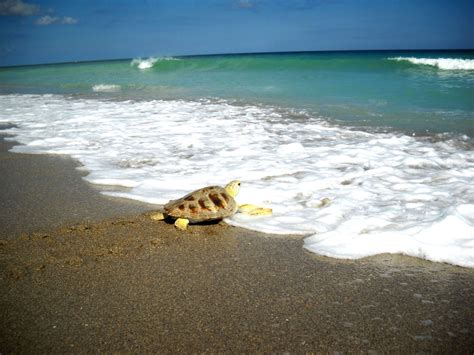 Unveiling The Secrets Of Sea Turtle Migration Loggerhead Marinelife Center