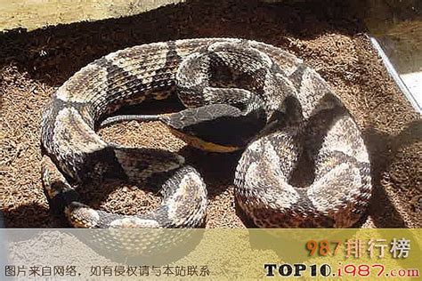 中国十大毒蛇排名中国最毒的毒蛇中国最毒的毒蛇是什么？ 987排行榜