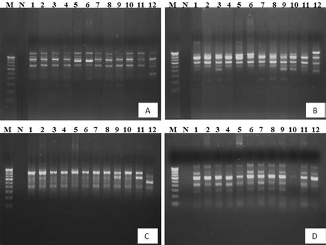 Rapd Profile Of Muga Silkworm Produced With Primers A Df19 B