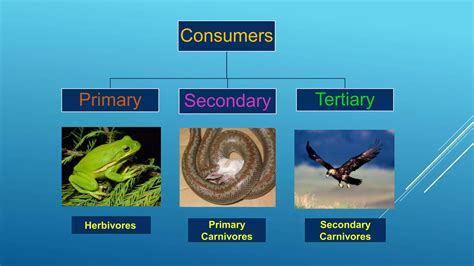 Ecosystem Structure And Dynamics PPT