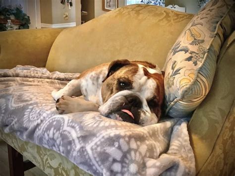 Bella Blop R Blop