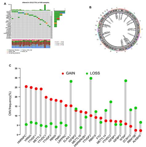 Figure 2 From Characterization Of M6a Regulator Mediated Methylation