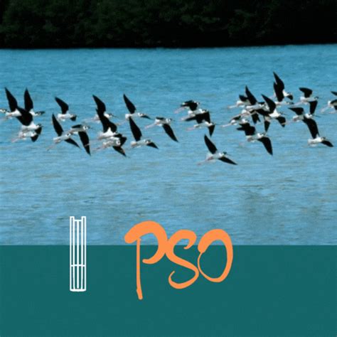 pso算法 阿里云开发者社区
