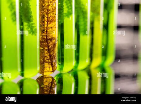 Algae Fuel Biofuel Industry Lab Researching For Alternative To Fossil