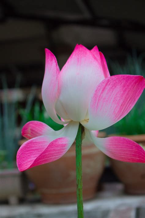 Loto Flor De Foto Gratis En Pixabay Pixabay