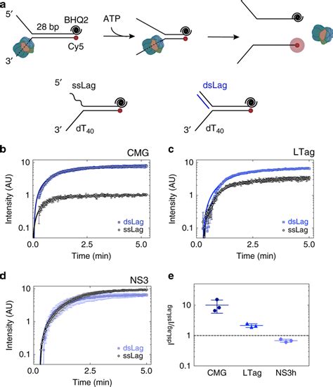 Duplex Dna Engagement By Cmg At The Fork Impedes Its Helicase