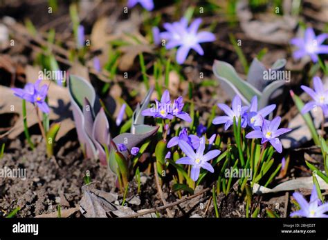 Glory Of The Snow Scilla Lucille Beat The Daffodils Crocus And Tulips