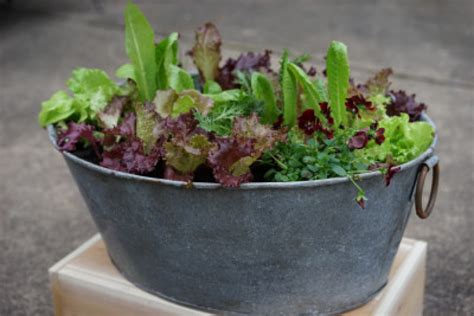 Lettuce Grow Accessories At Theresa Eddings Blog