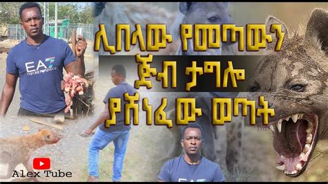 ህፃናትን እየበላ ያስቸገረው ጅብ ተያዘ ፡፡ Youtube