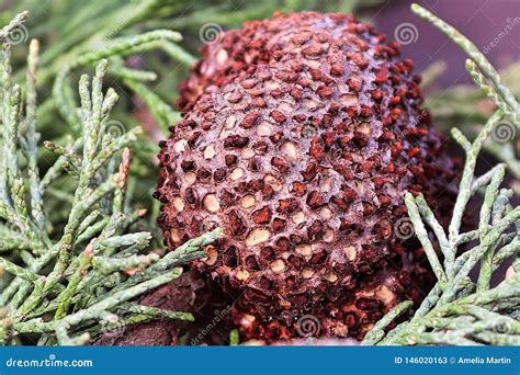 A Gall Of Juniper Hawthorn Rust On A Branch Of Juniper Stock Image