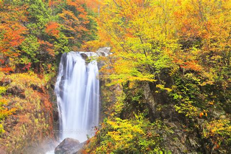 秋の白川郷 中滝と紅葉の写真素材 Fyi07896343 ストックフォトの Qlean Market
