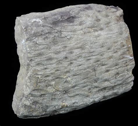 4 3 Fossil Lycopod Tree Root Stigmaria Oklahoma 53329 For Sale