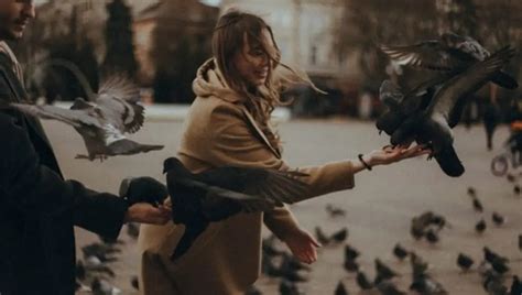 How To Train A Pigeon A Complete Guide Pets Hopes