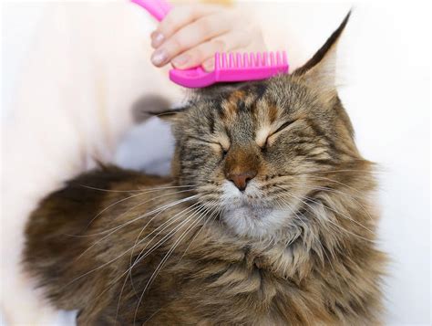 11 Best Brushes For Maine Coons 2024 Reviews And Top Picks Hepper