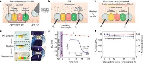 Linna Zhou On Linkedin A Microscale Soft Ionic Power Source Modulates Neuronal Network Activity