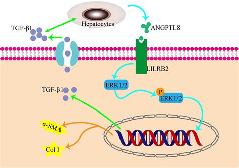 Frontiers Signaling Pathways That Activate Hepatic Stellate Cells