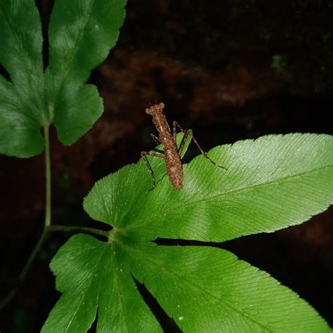 Amorphoscelis Annulicornis From Kuttikalathani On October 9 2023 At 05