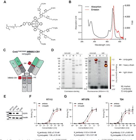 Figure 1 From Antibody Dye Conjugates Targeting Egfr And Her2 For The
