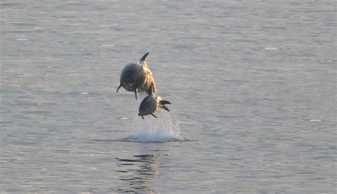 Pod Of Bottlenose Dolphins Spotted Off North East Coast In Warm Waters