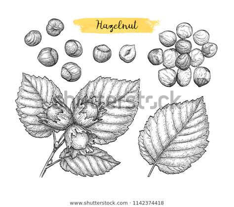 Hazelnut Tree Drawing At Jacklyn Charles Blog
