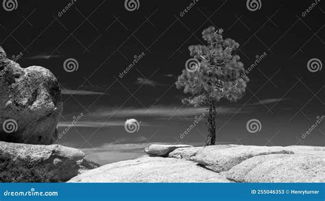 Black And White Image Of Lone Tree At Taft Point In Yosemite National