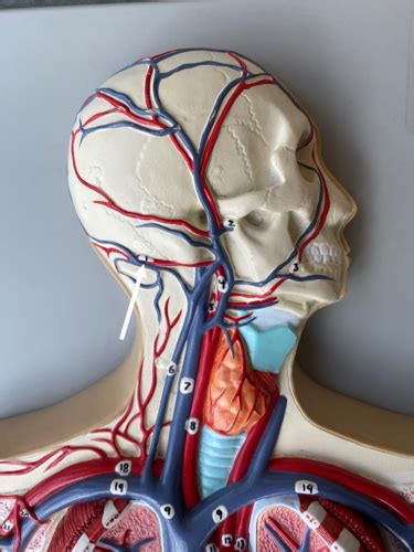 Biol A Circulatory System Flat Model Flashcards Quizlet