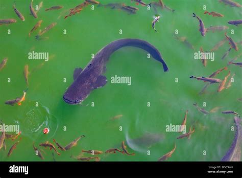 Monster Catfish Chernobyl