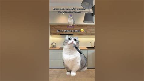 Я не знаю 😁 рекомендации Memes Mem рекомендації Cat меми мемы Memem мемчики юмор Youtube