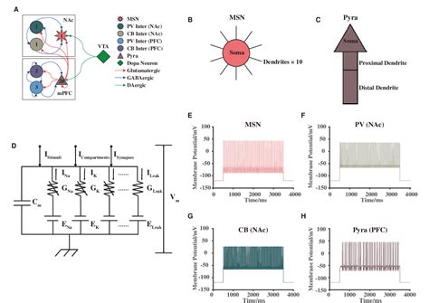 Figure 1 From Dopamine Mediated Major Depressive Disorder In The Neural Circuit Of Ventral