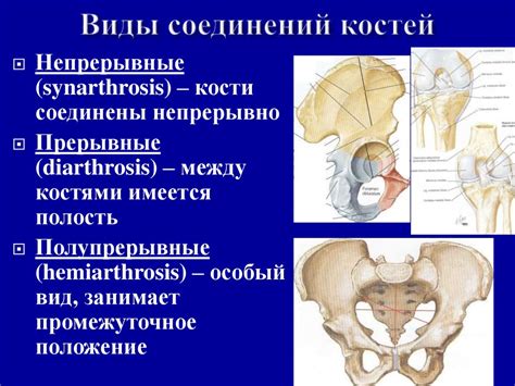 Артросиндесмология Классификация соединений костей презентация онлайн