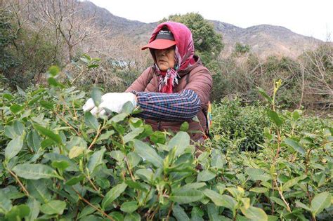 舟山普陀 头茬春茶开摘