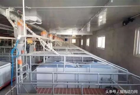 集團豬場內部資料曝光！豬舍設計與豬場建設流程與細則 每日頭條