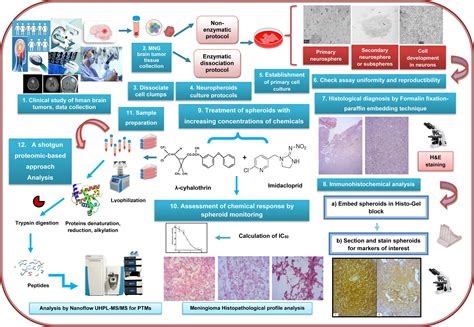 A Shotgun Proteomic Based Approach With A Q Exactive Hybrid Quadrupole