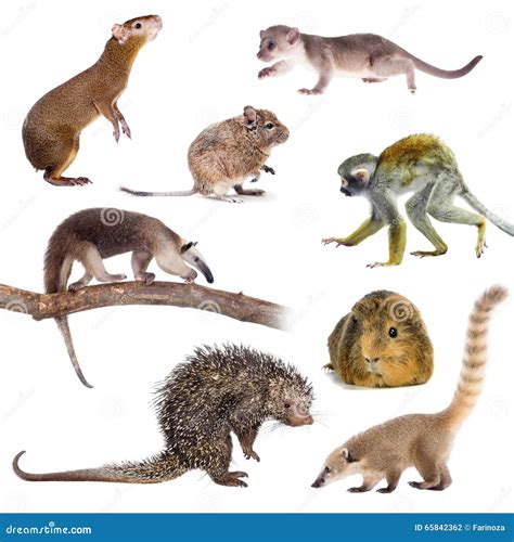 South American Mammals