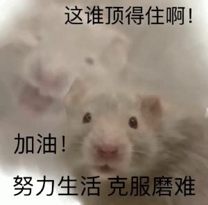 这谁顶得住啊 加油 努力生活克服磨难 鼠鼠表情 摆烂鼠鼠表情 超全鼠鼠表情 热梗表情 小仓鼠表情 可爱表情 大学生表情表情包图片gif动图