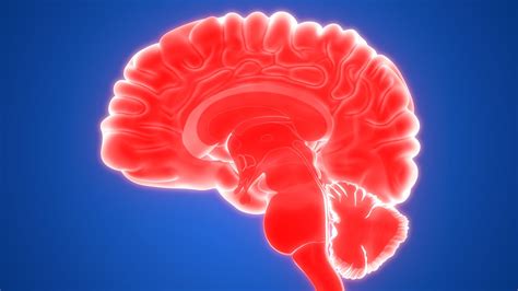 Choroid Plexus Anatomy Function And Signifigance
