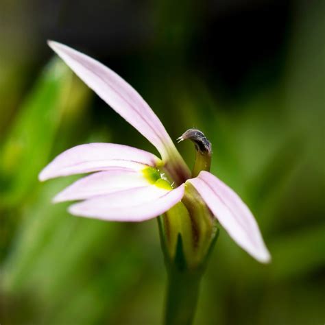 Chinese Lobelia Ban Bian Lian All Things Health